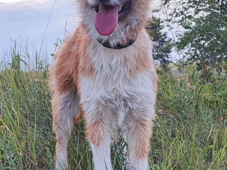 Собака.Пикси. Кмв. Ищем хорошие ручки