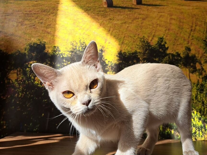 Бурманские котята лилового окраса