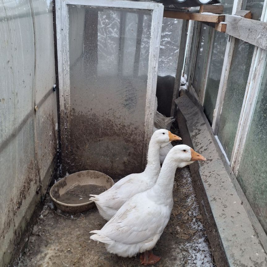 Гуси " Линда"