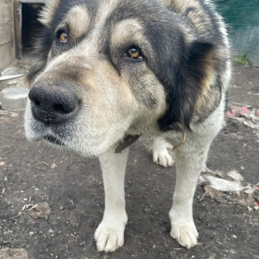 Отдам в добрые руки