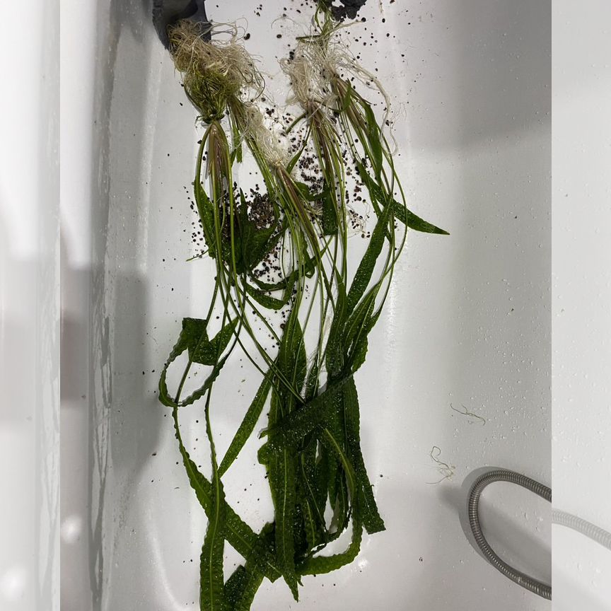 Криптокарина