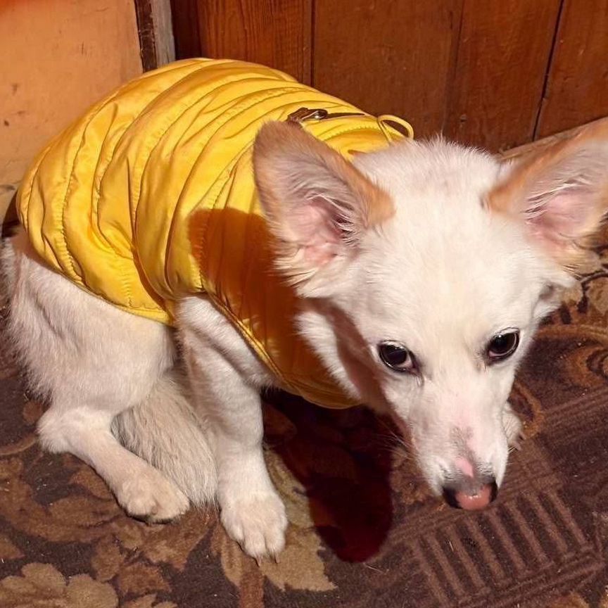 Взрослый пёс в добрые руки