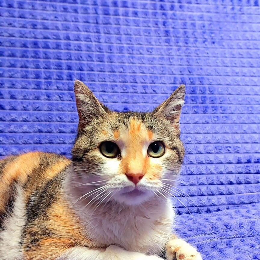 Кошечка в добрые руки