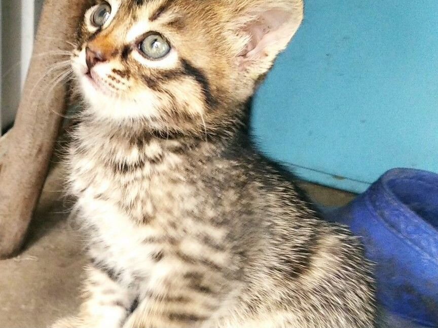 Котик в добрые руки могу привезти