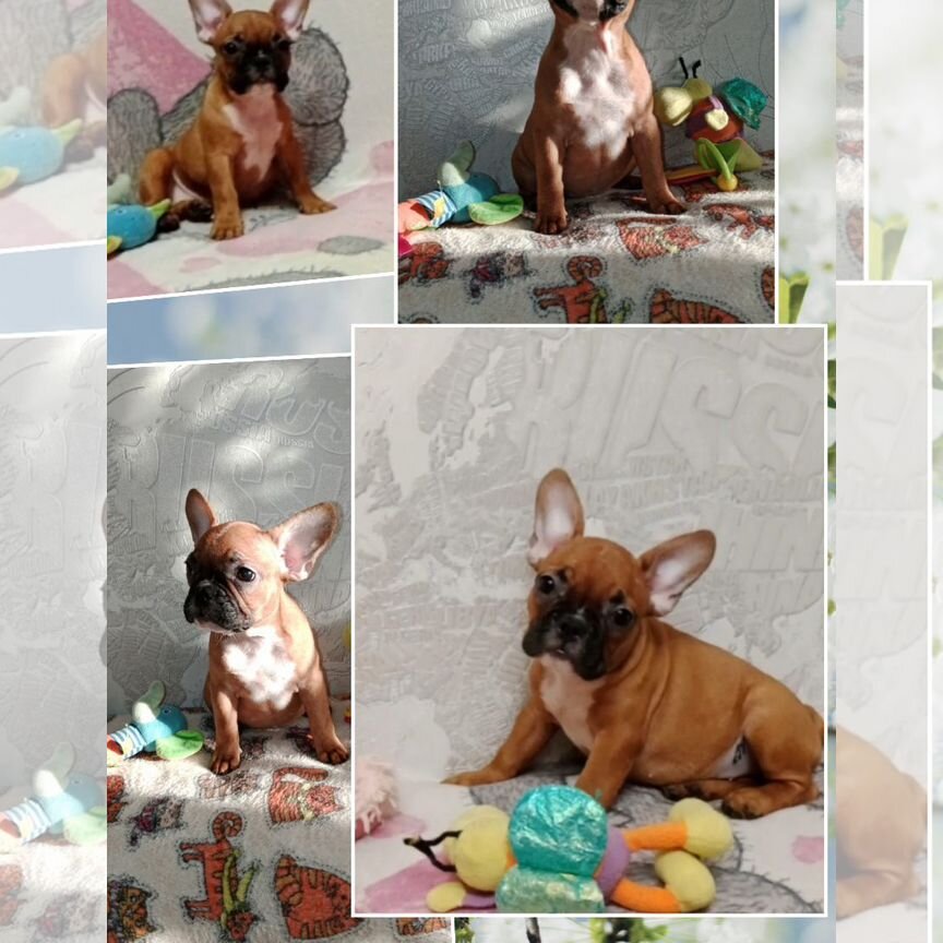 Французский бульдог, щенок