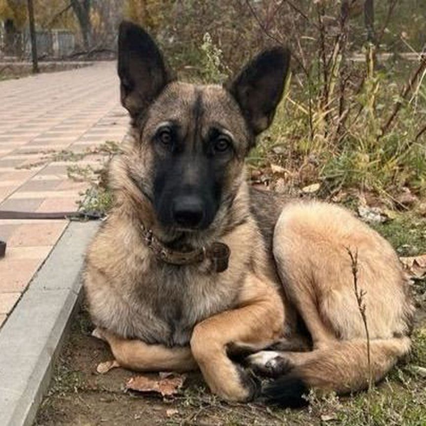 Помесь овчарки