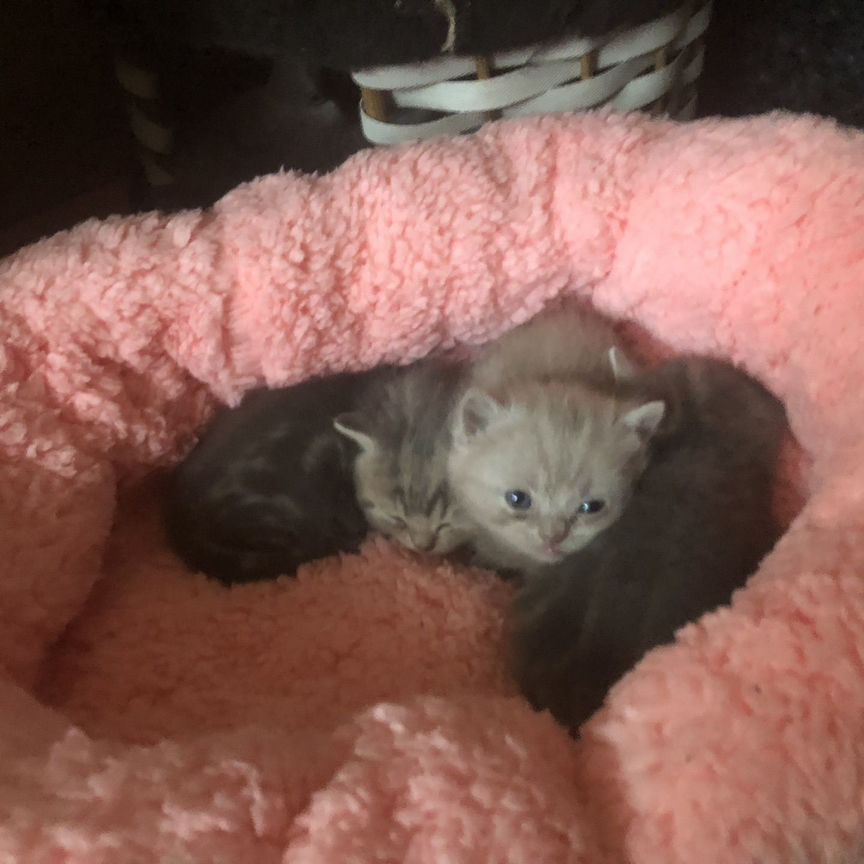 Британские котята