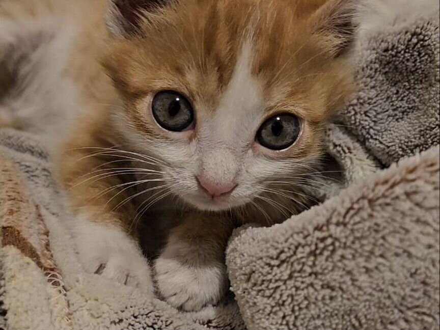 Котёнок в добрые руки бесплатно мальчик