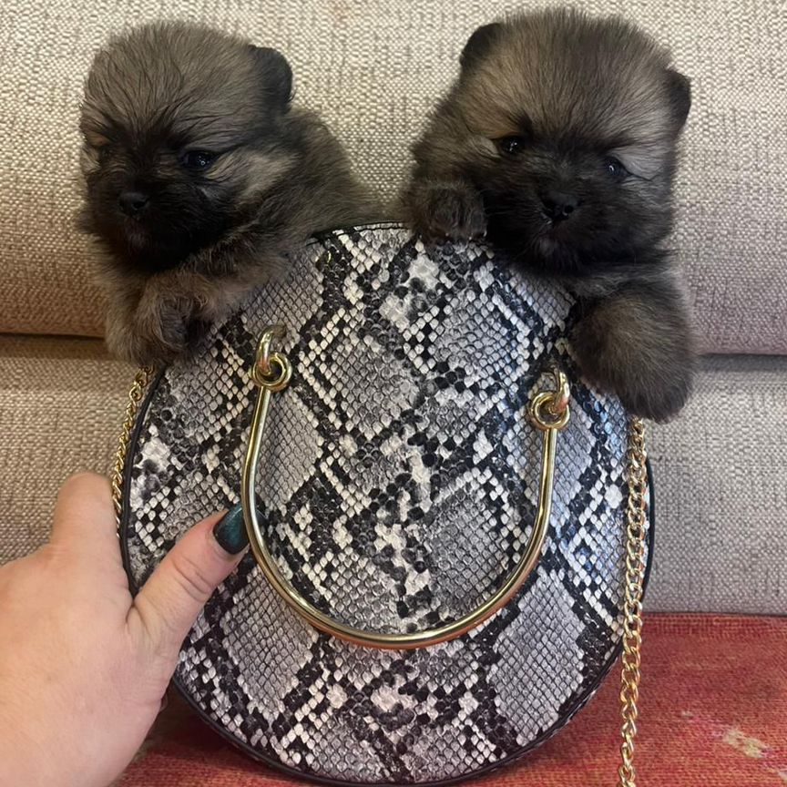 Померанский шпиц, щенок