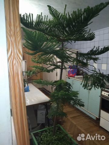 Араукария. Большое хвойное растение в дом, офис купить в Таганроге ...
