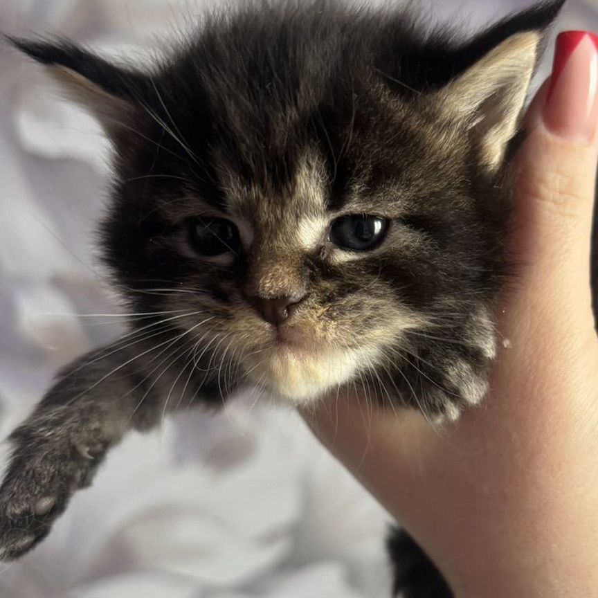 Мейн-кун котёнок