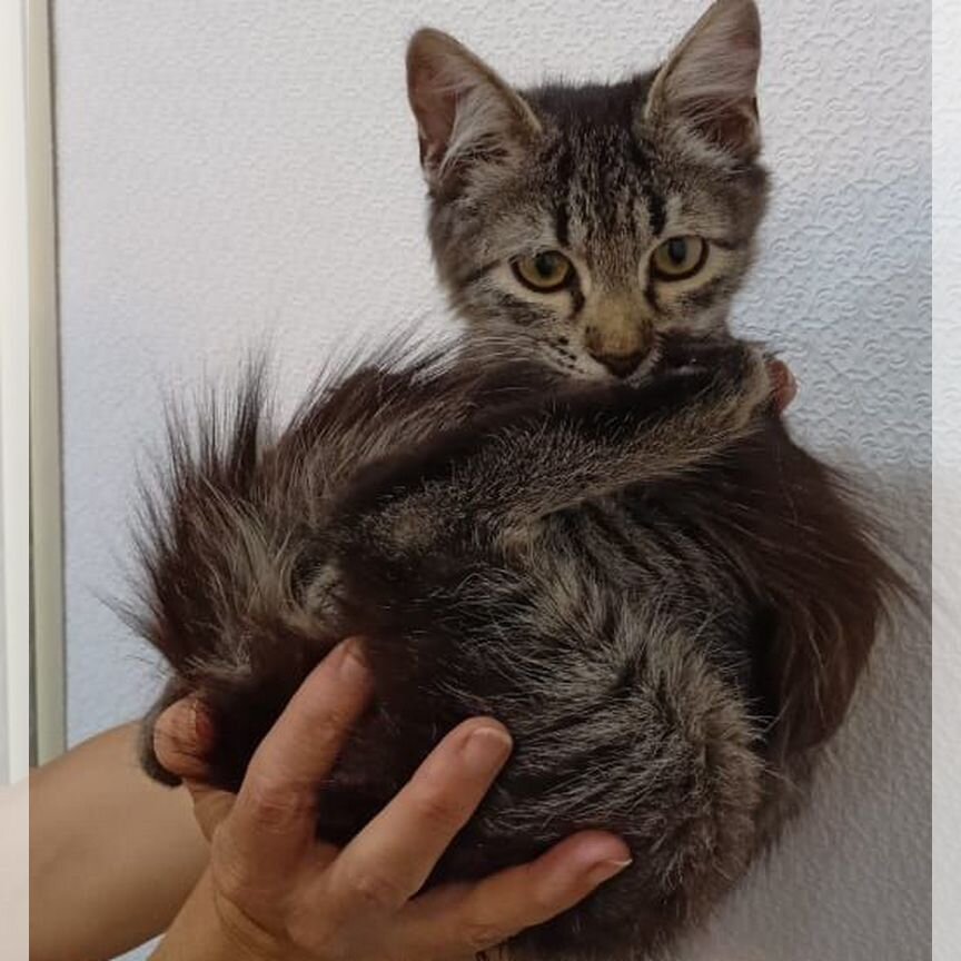 4,5 мес, ласковый и красивый