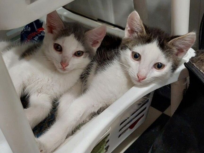 Котята в добрые руки бесплатно