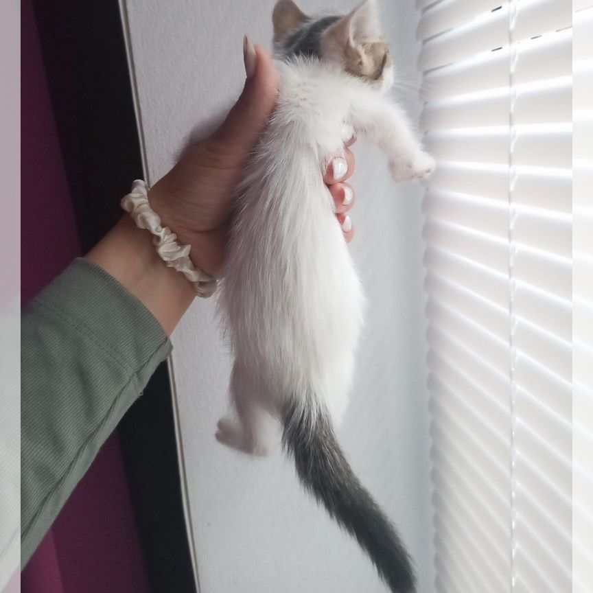 Котёнок в добрые руки