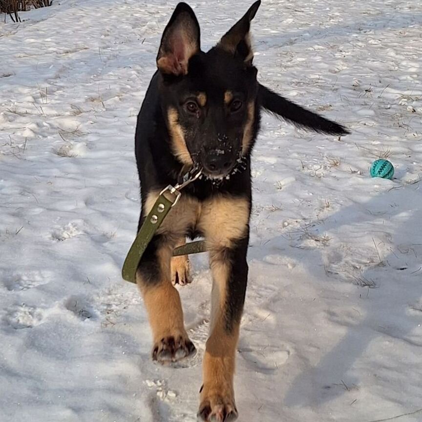 Щенок в добрые руки