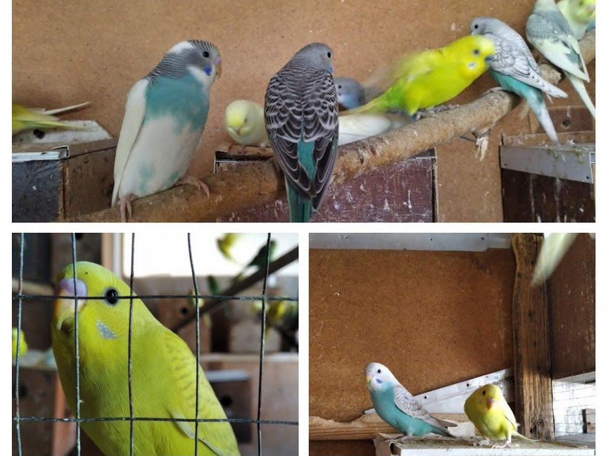 Волнистый попугай