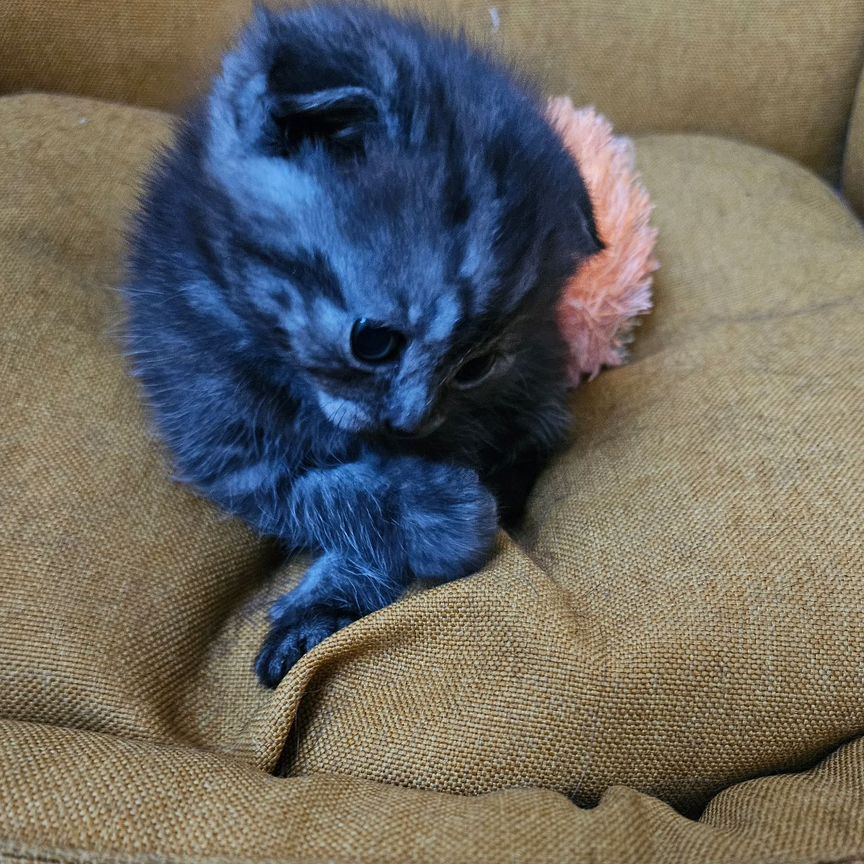 Шотландский вислоухий короткошёрстный котёнок