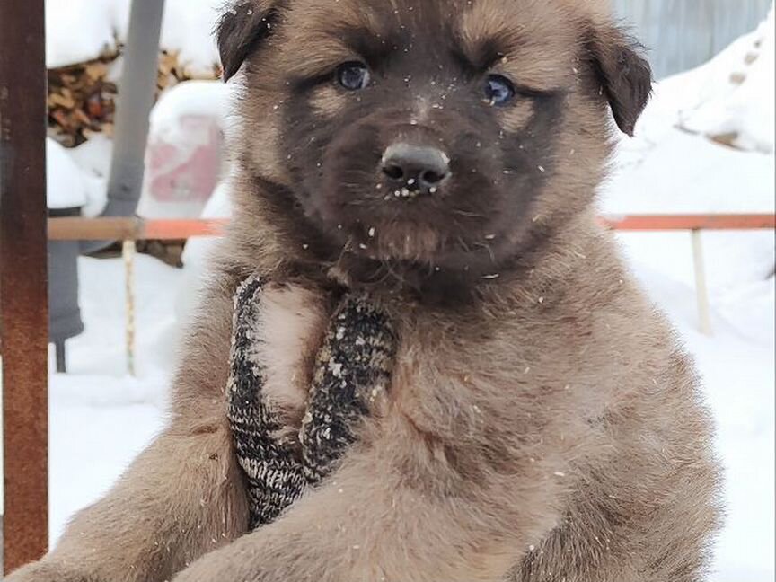 Собака в добрые руки отдам бесплатно щенки