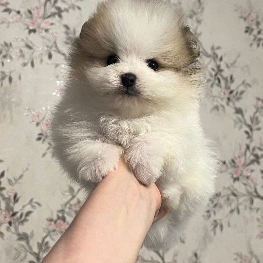 Померанский шпиц, щенок