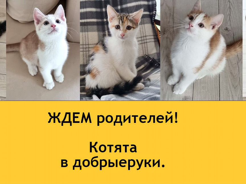 Умненькие котята в добрые руки