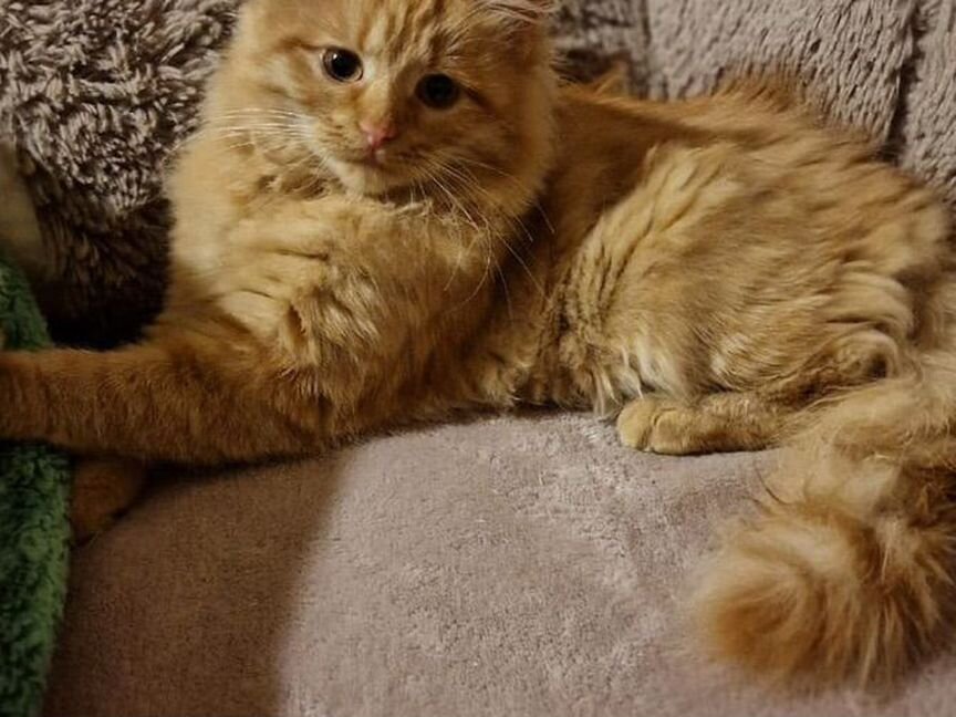 Рыжий котенок