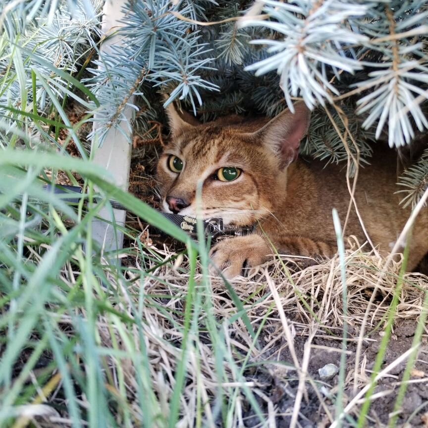 Кошка