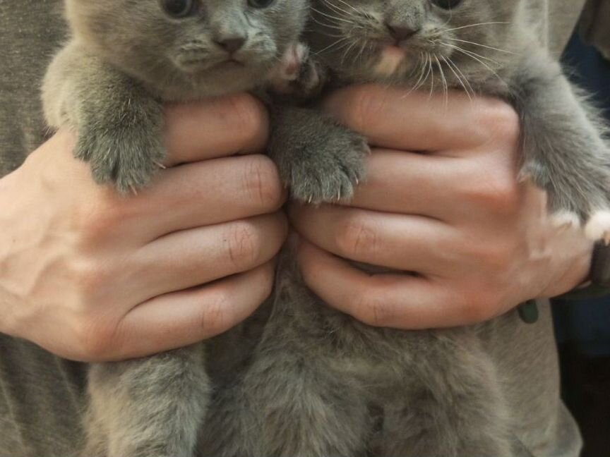 Британские котята