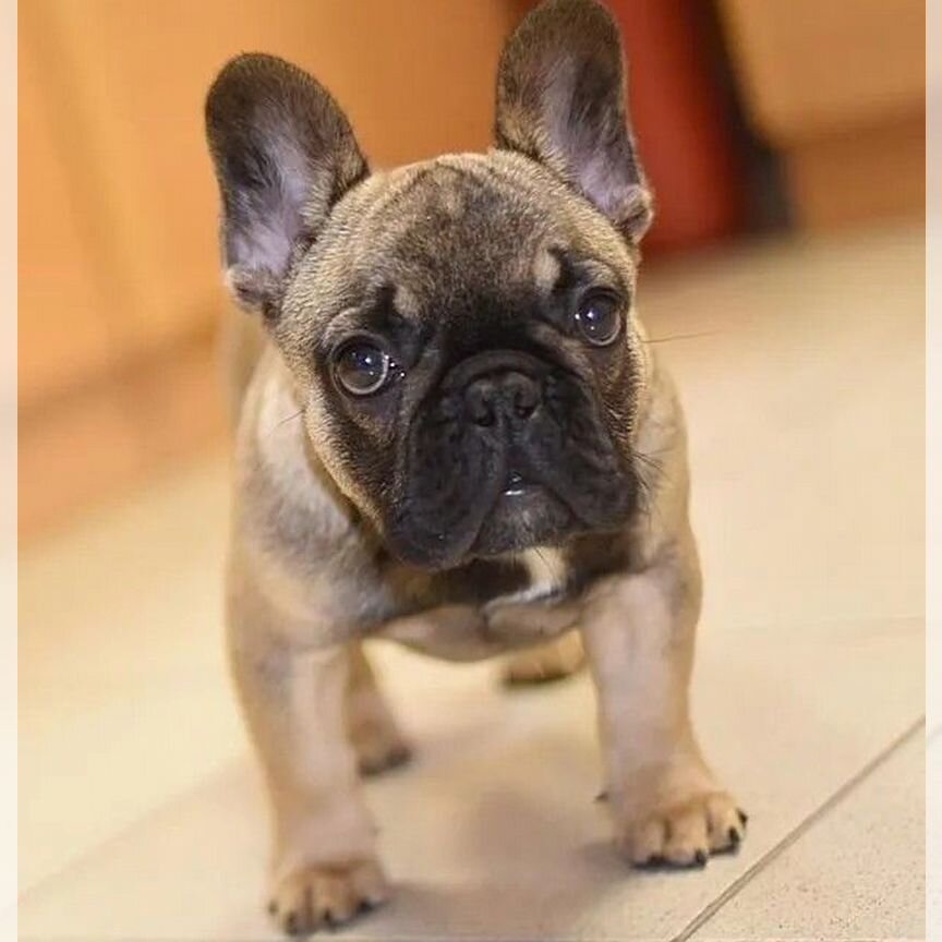 Французский бульдог, щенок