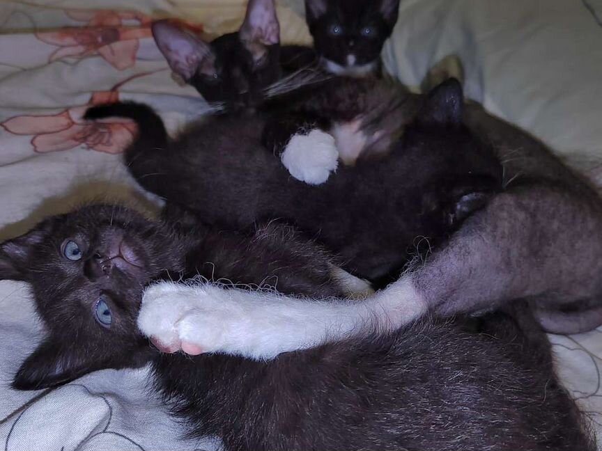 Котята корниш-рекс