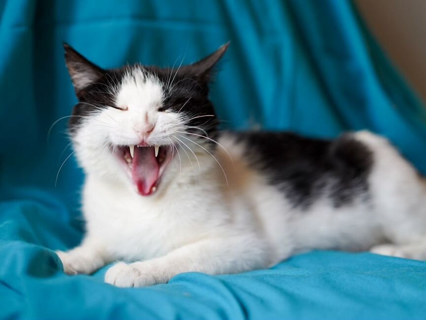Кошка