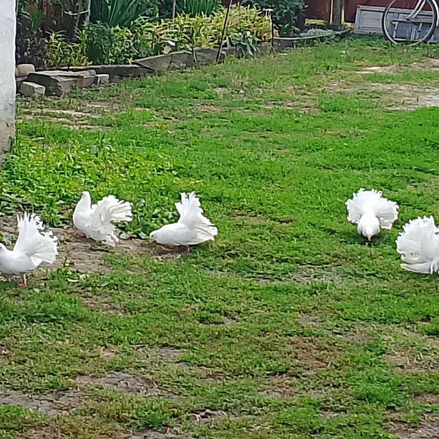 Голуби павлины