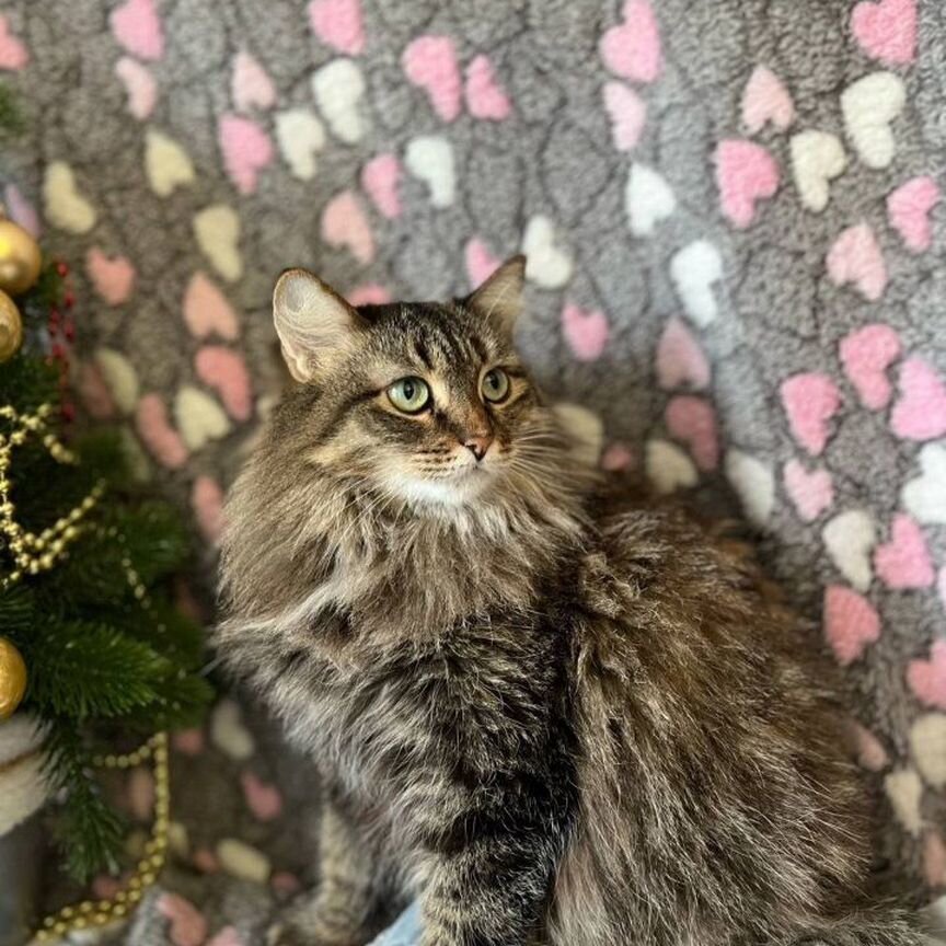 Ищем дом для кошечки