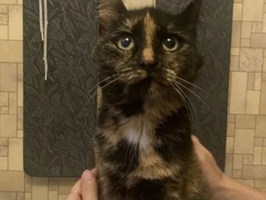 Кошечка стерилизованная черепашечка хочет домой
