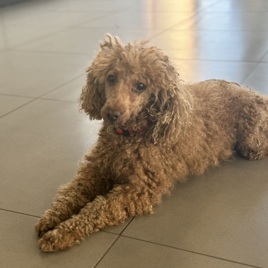 Пудель бесплатно