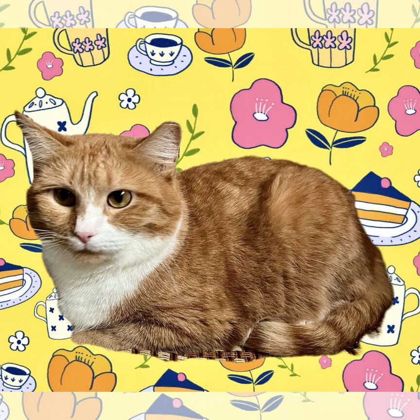 Кошки