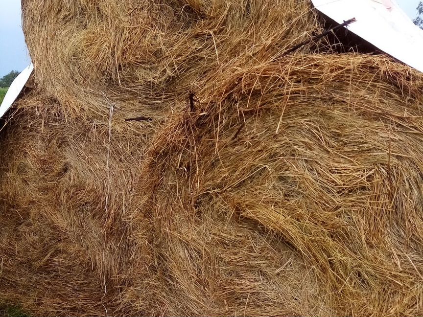 Продам сено