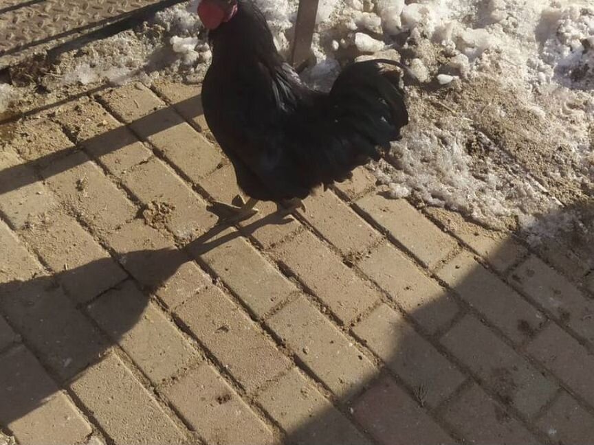 Петушок Ухейилюй