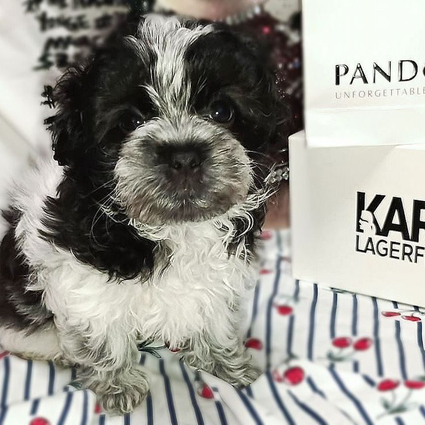 Девочка Болонка Щенки