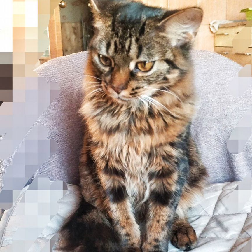 Знакомьтесь котёнок девочка