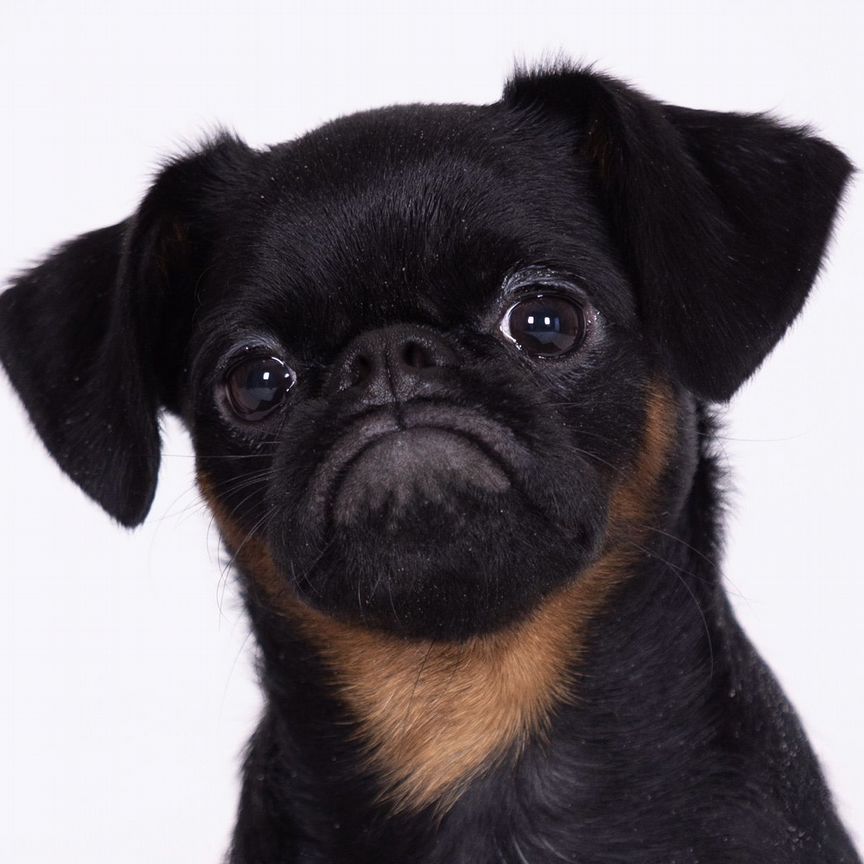 Щенок пти-брабансона