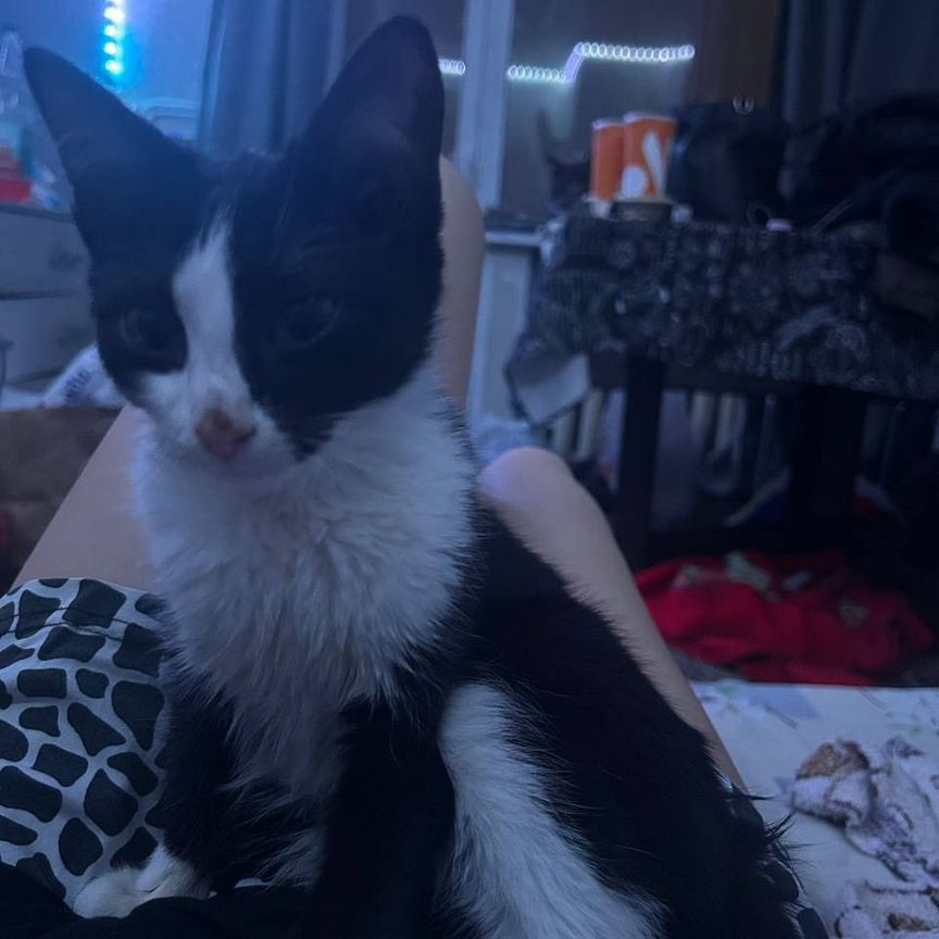 Котятенок в добрые руки