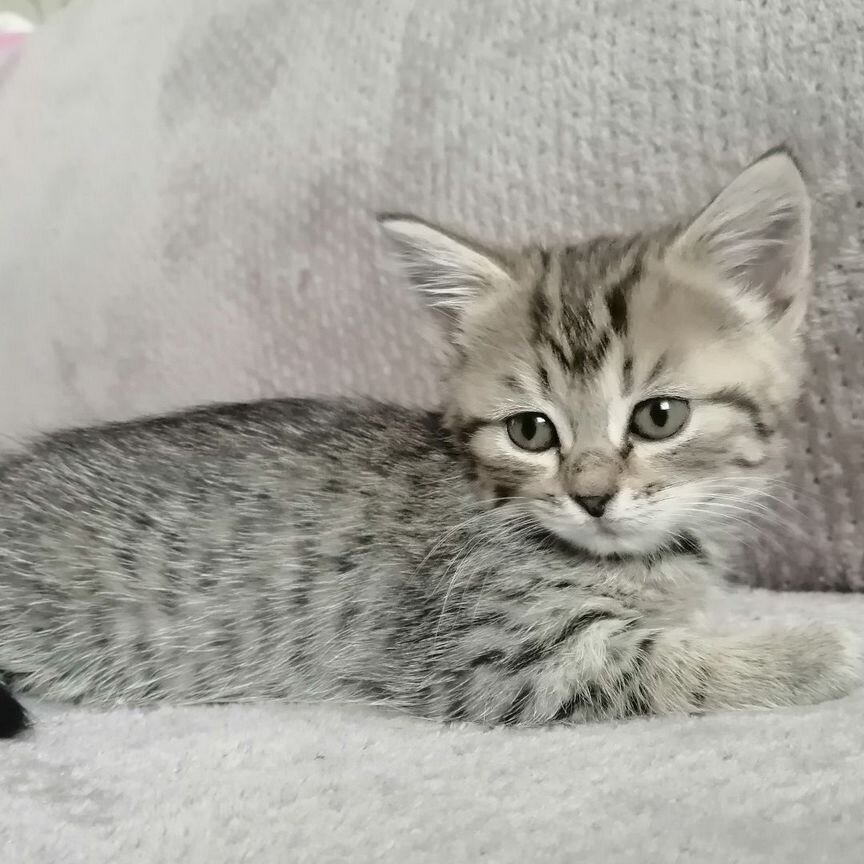 Шотландский вислоухий короткошёрстный котёнок