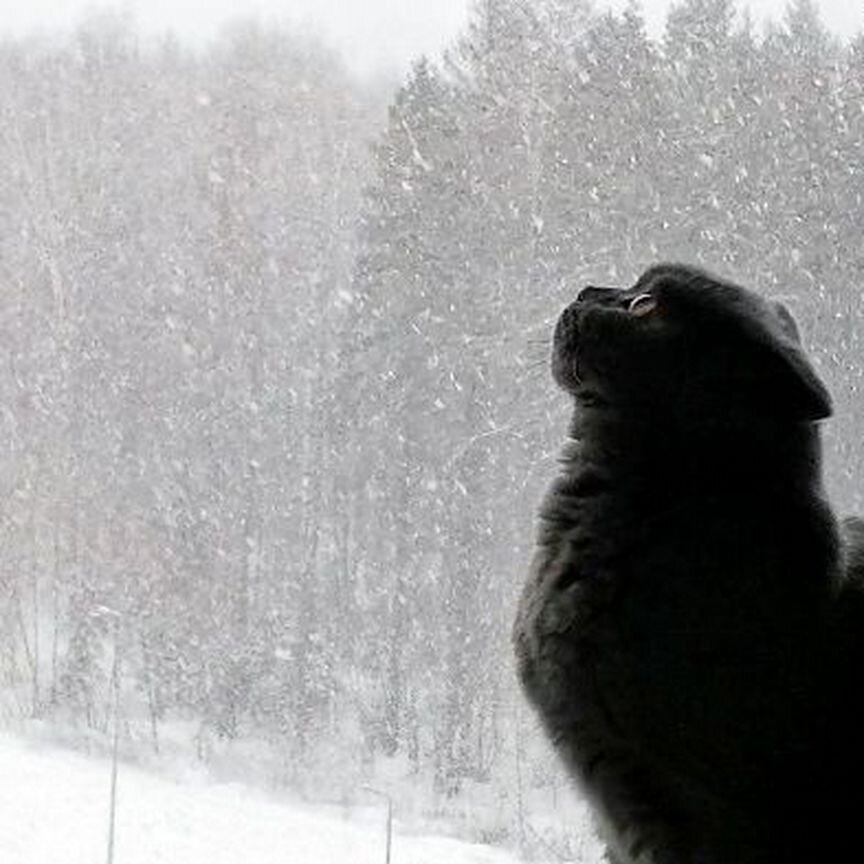 Кот в добрые руки