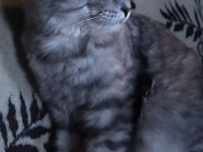 Британский кот