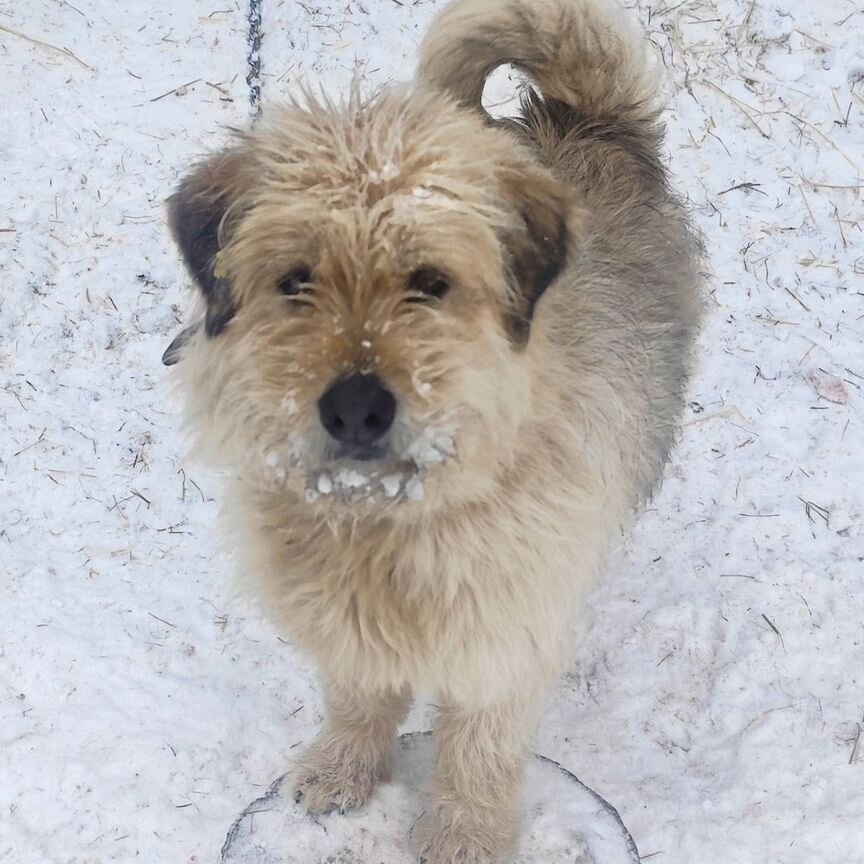 Собака в добрые руки