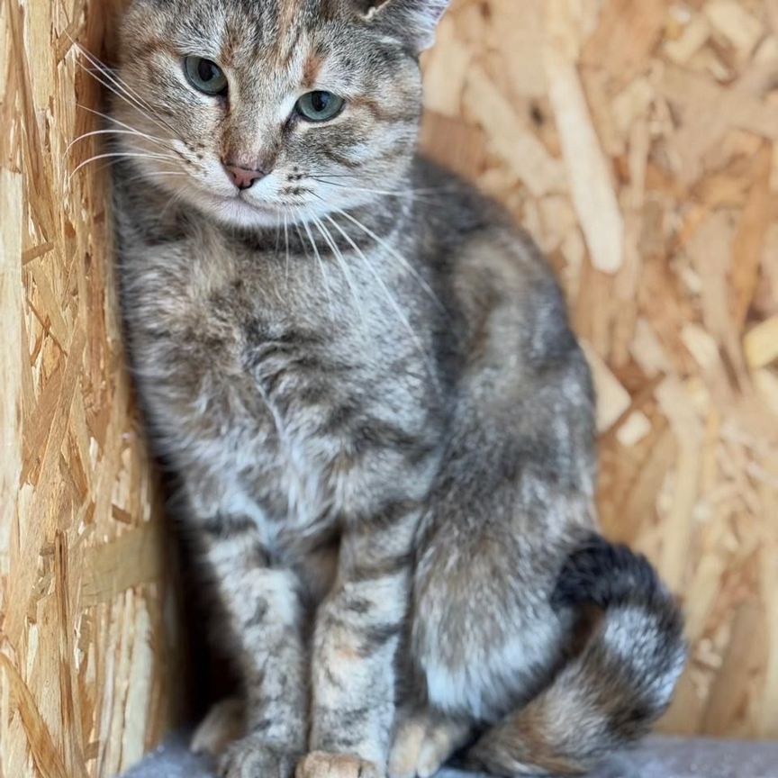 Кошка в дар