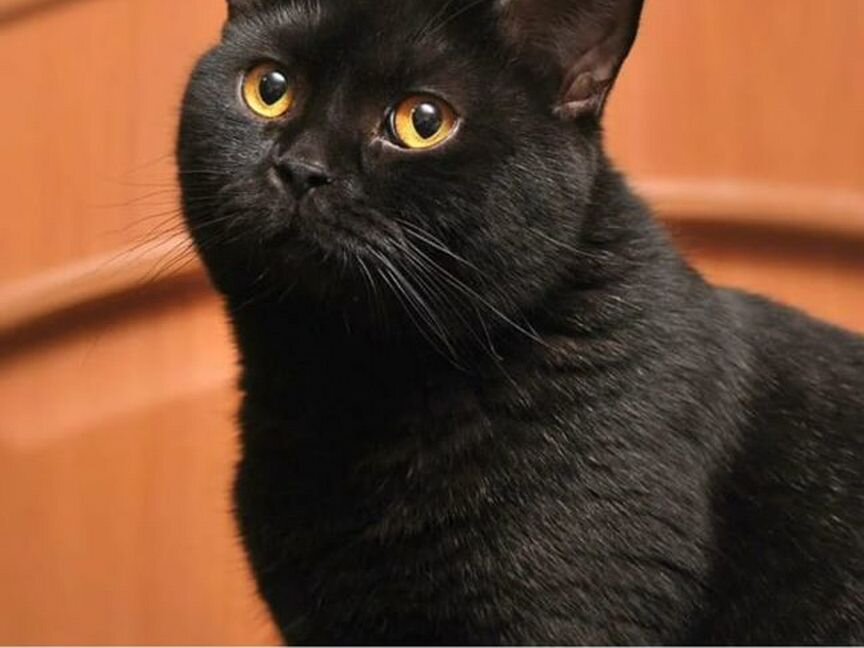 Две кошечки ищут дом