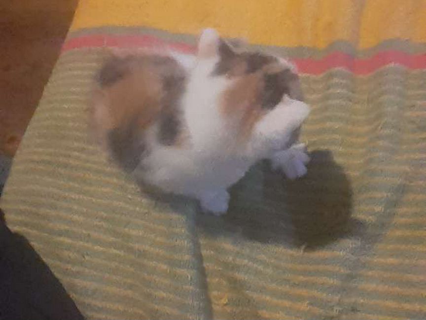 Одам котёнка в хорошие руки