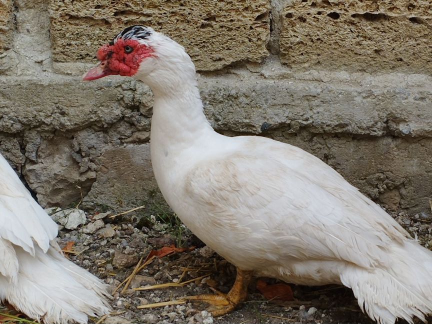 Мускусные утки индоутки