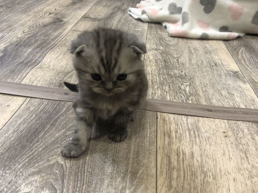 Шотландский вислоухий котенок мраморный